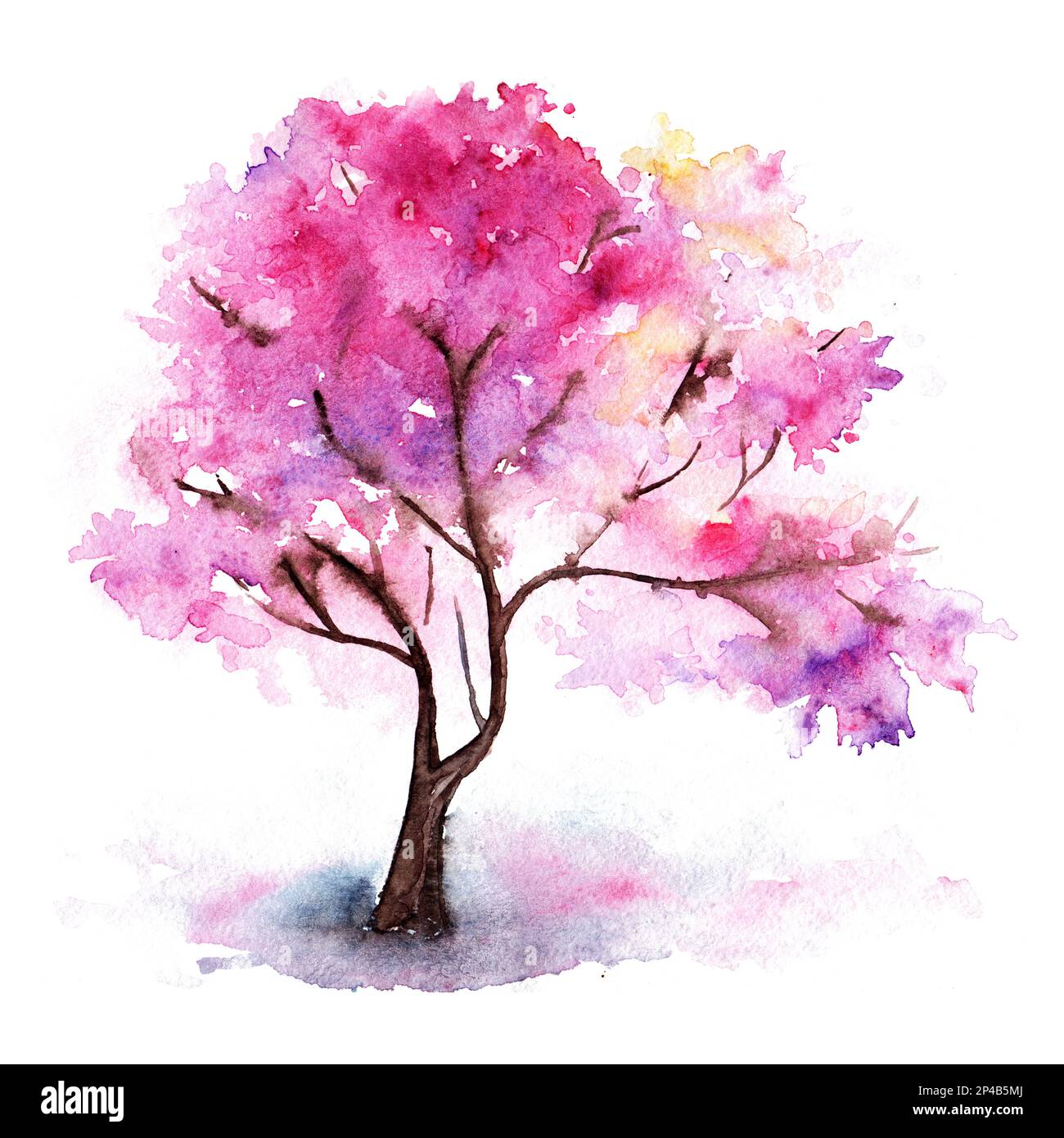 Watercolor single pink cherry sakura tree isolated art Stock Photo - Alamy