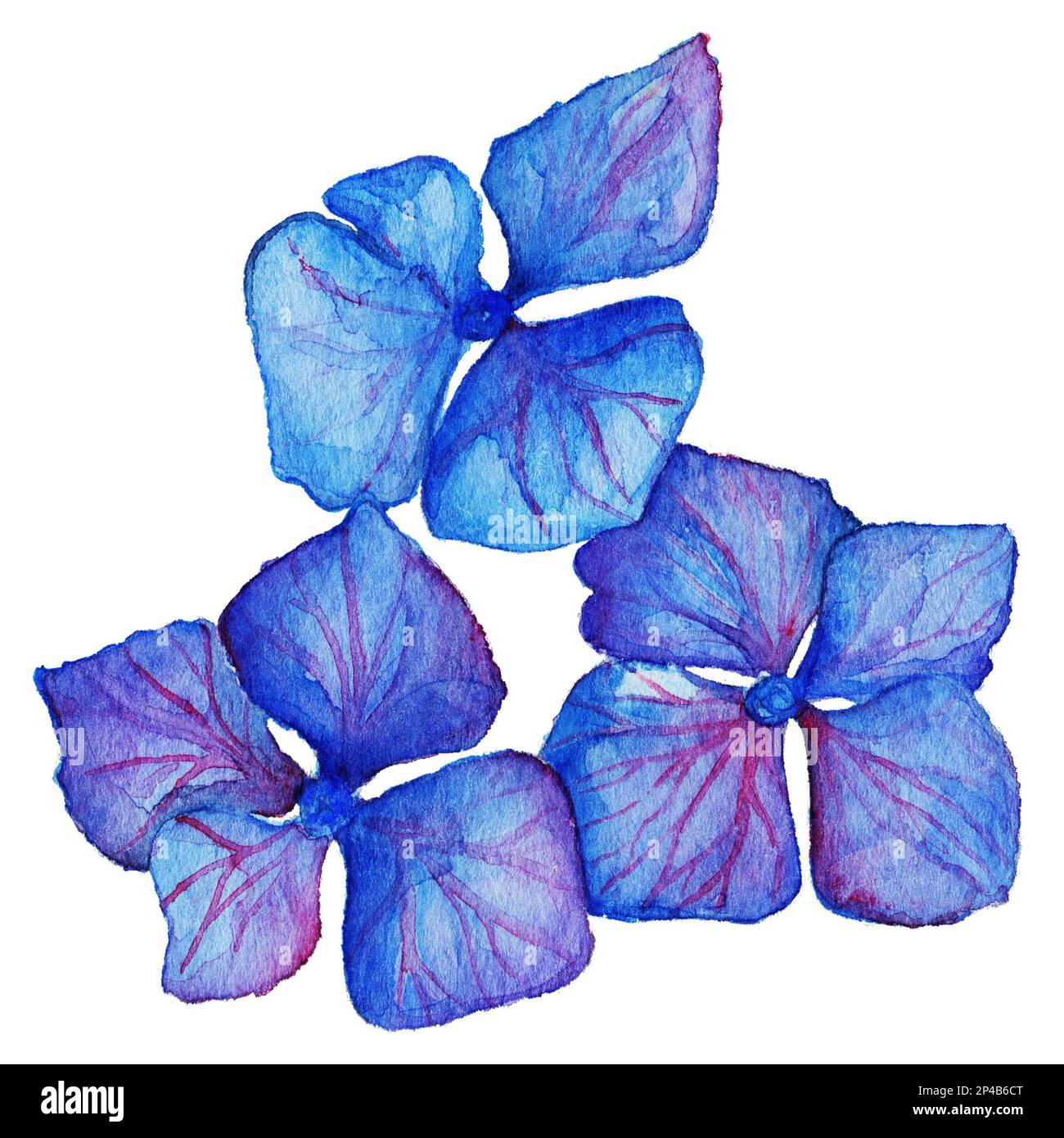 Watercolor blue violet hydrangea floral composition isolated Stock ...