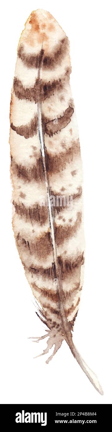 Watercolor brown stripe single feather vector isolated Stock Vector ...
