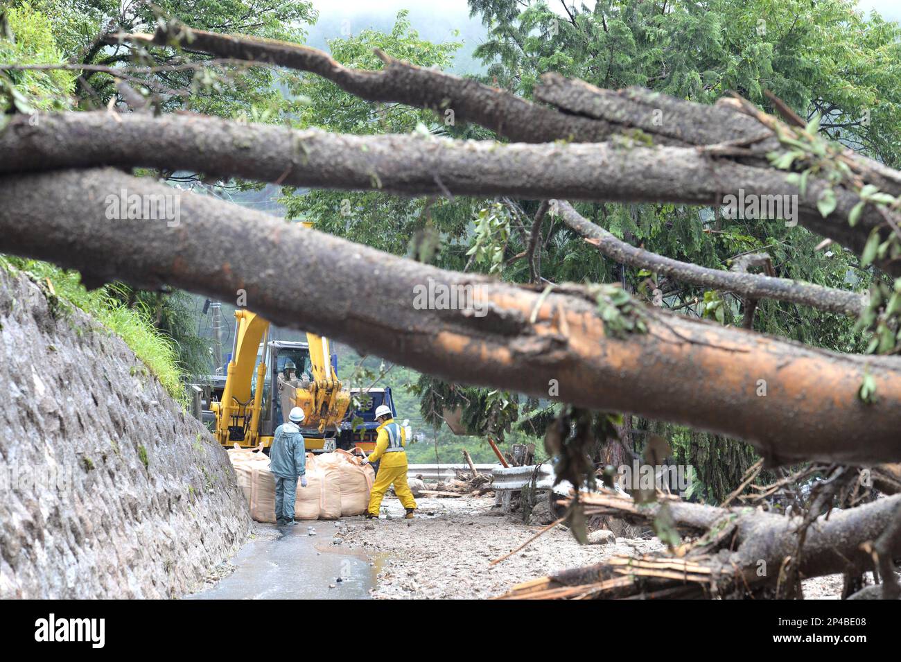 A photo shows huge trees collapsed due to a powerful typhoon Neoguri in ...