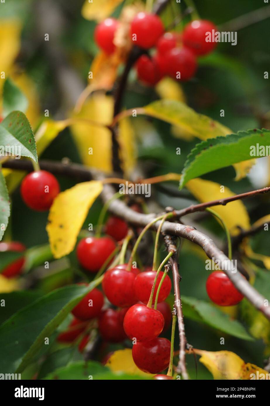 This photo shows cherries during the 41st International Cherry Pit ...