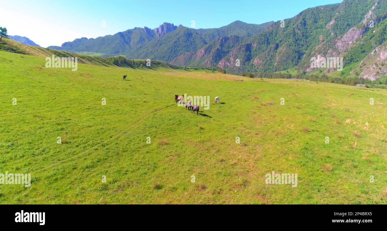 Aerial UHD 4K mid-air flight over wild horses herd on meadow. Fly over ...
