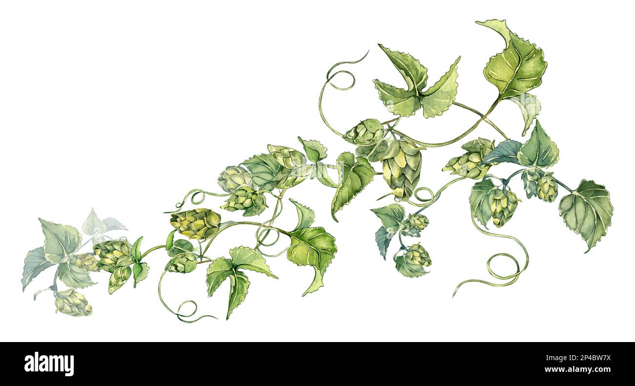 Hop vine, plant humulus watercolor illustration isolated on white background. Hop on brunch with ...