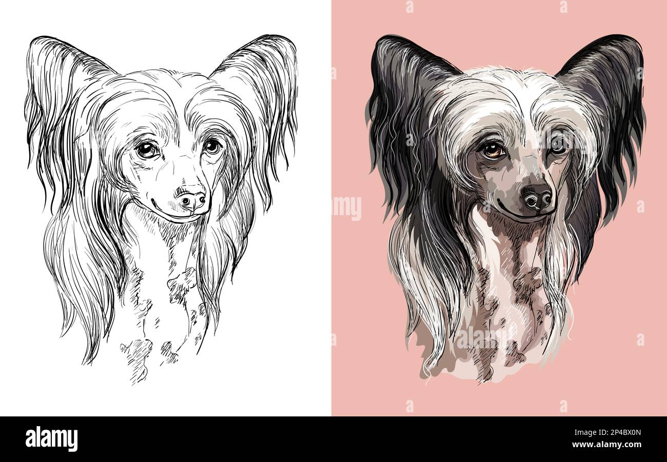 chinese crested coloring pages
