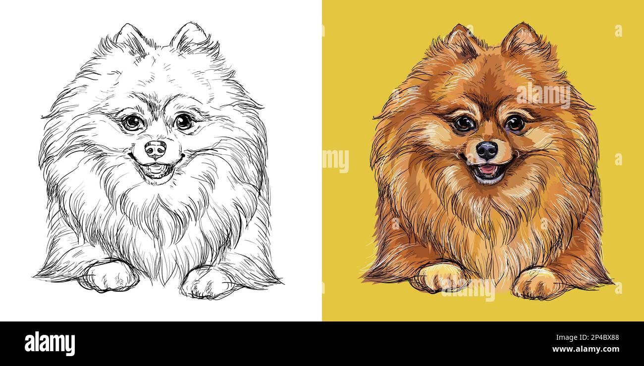 pomeranian dog coloring pages