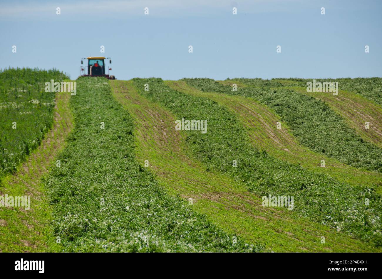 Just-cut alfalfa lies drying in the sun as a farmer does one of many ...