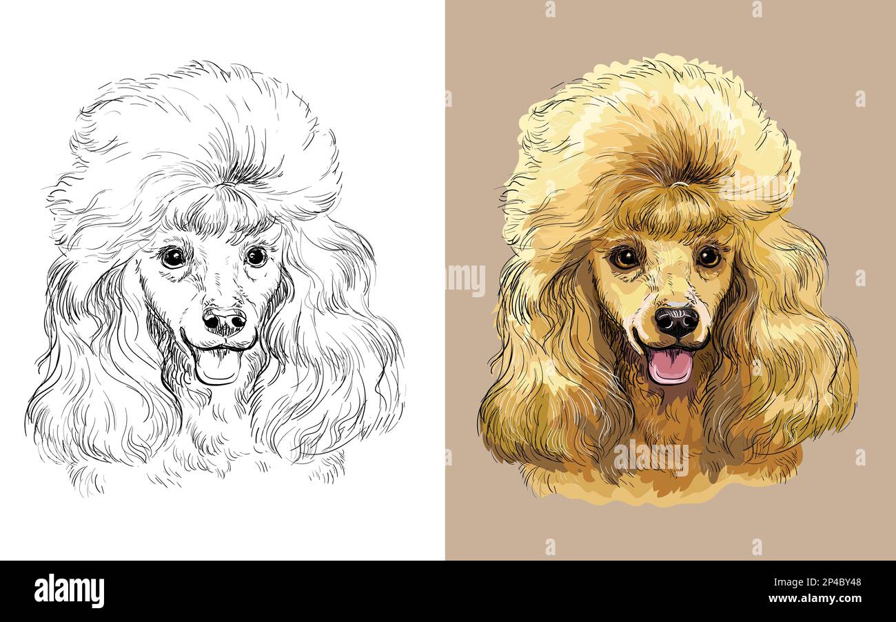 Realistic head of Poodle dog. Vector black and white and colorful ...