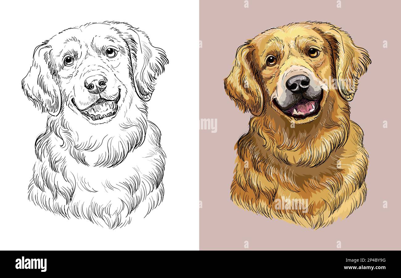 realistic golden retriever dog coloring pages