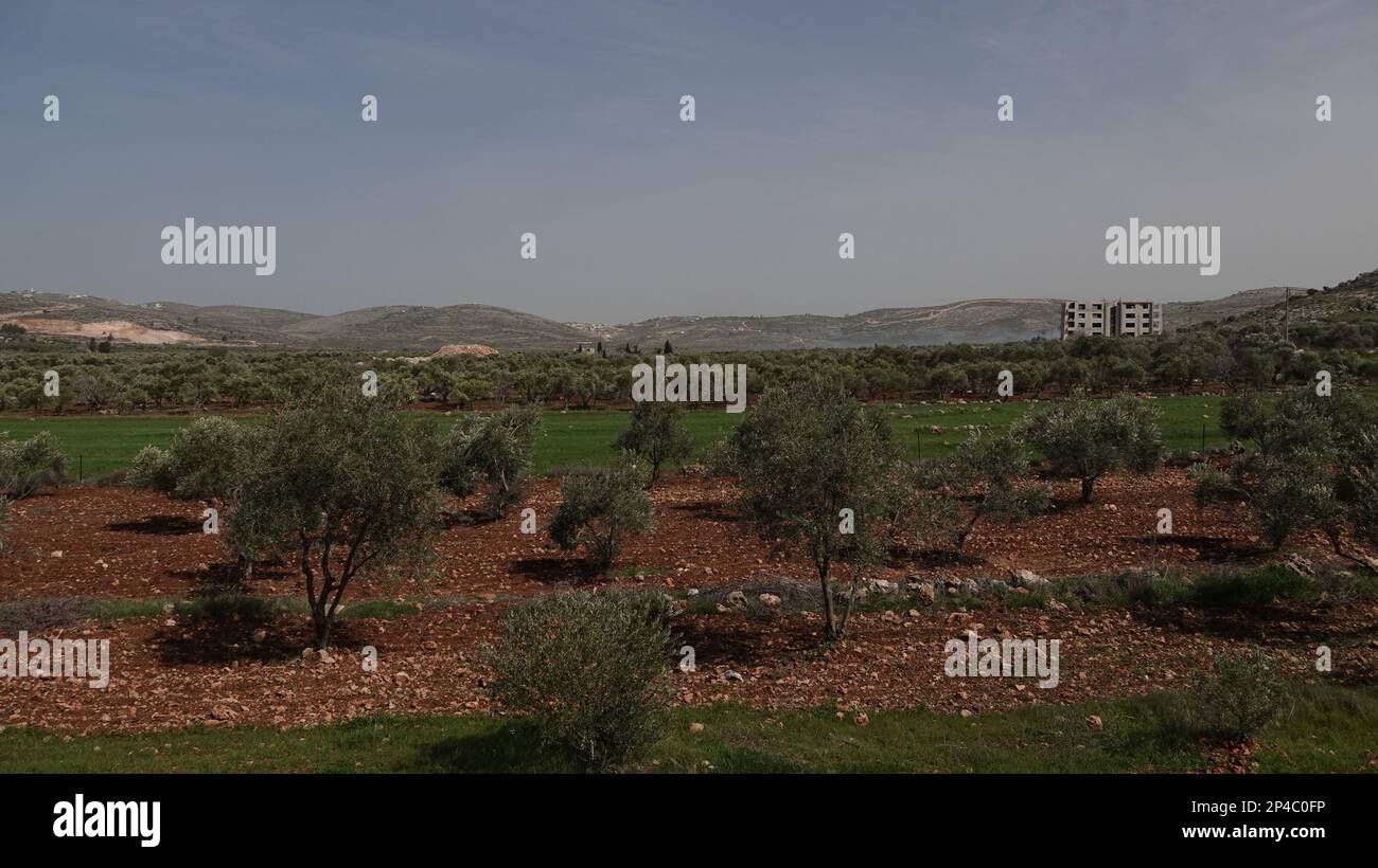 Olive plantation in the outskirts of the Palestinian town of Turmus ...