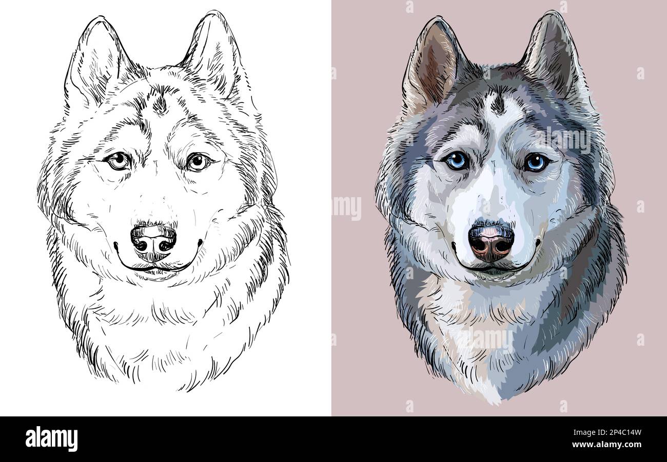 Realistic head of Siberian Husky dog. Vector black and white and ...