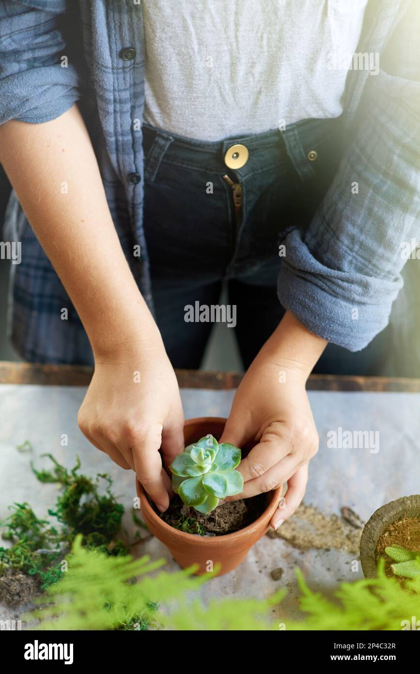 Pretty potted plants - the perfect gift. a woman planting succulent ...