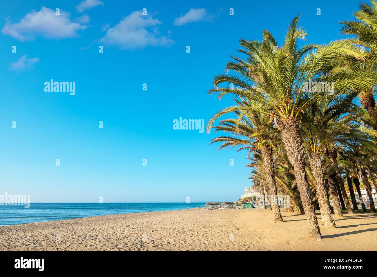 Palm grove on the beach in Torremolinos. Costa del Sol, Andalusia ...