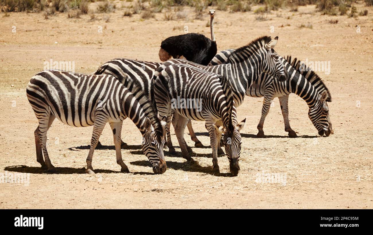 We do everything together. zebras and ostriches on the plains of Africa ...