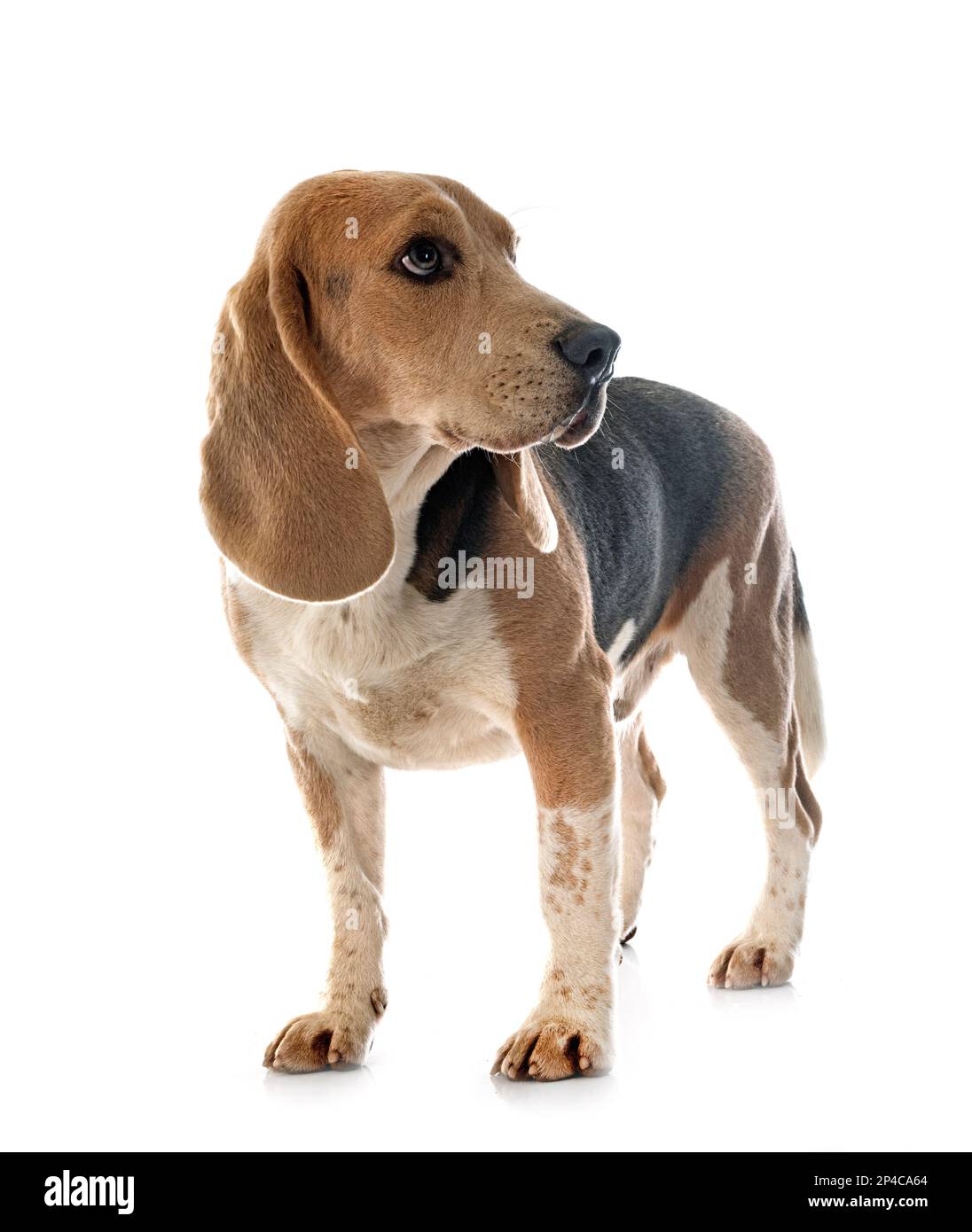young beagle in front of white background Stock Photo - Alamy