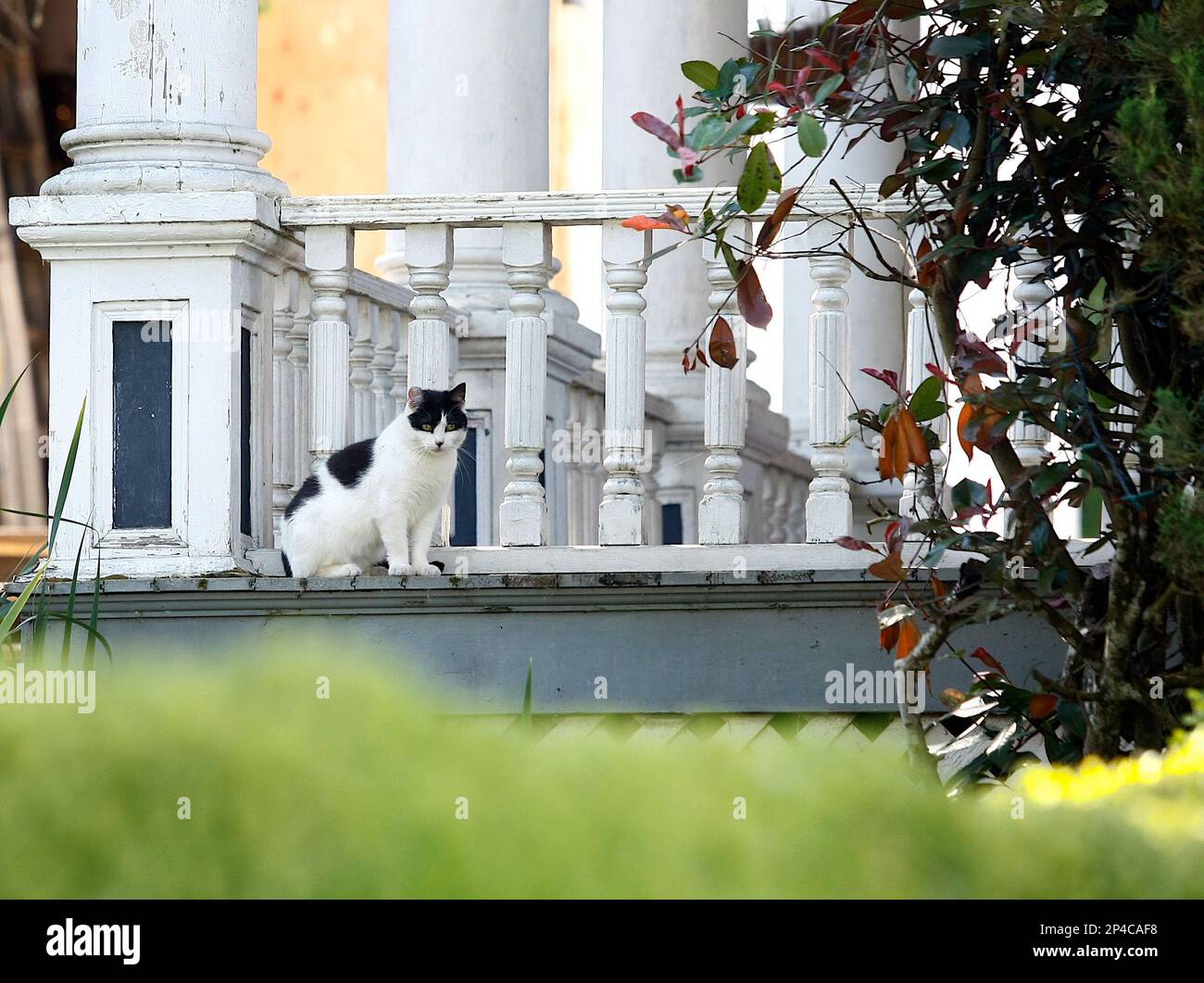 A cat looks out from a deck at a home owned by Gordon Forbes and wife ...