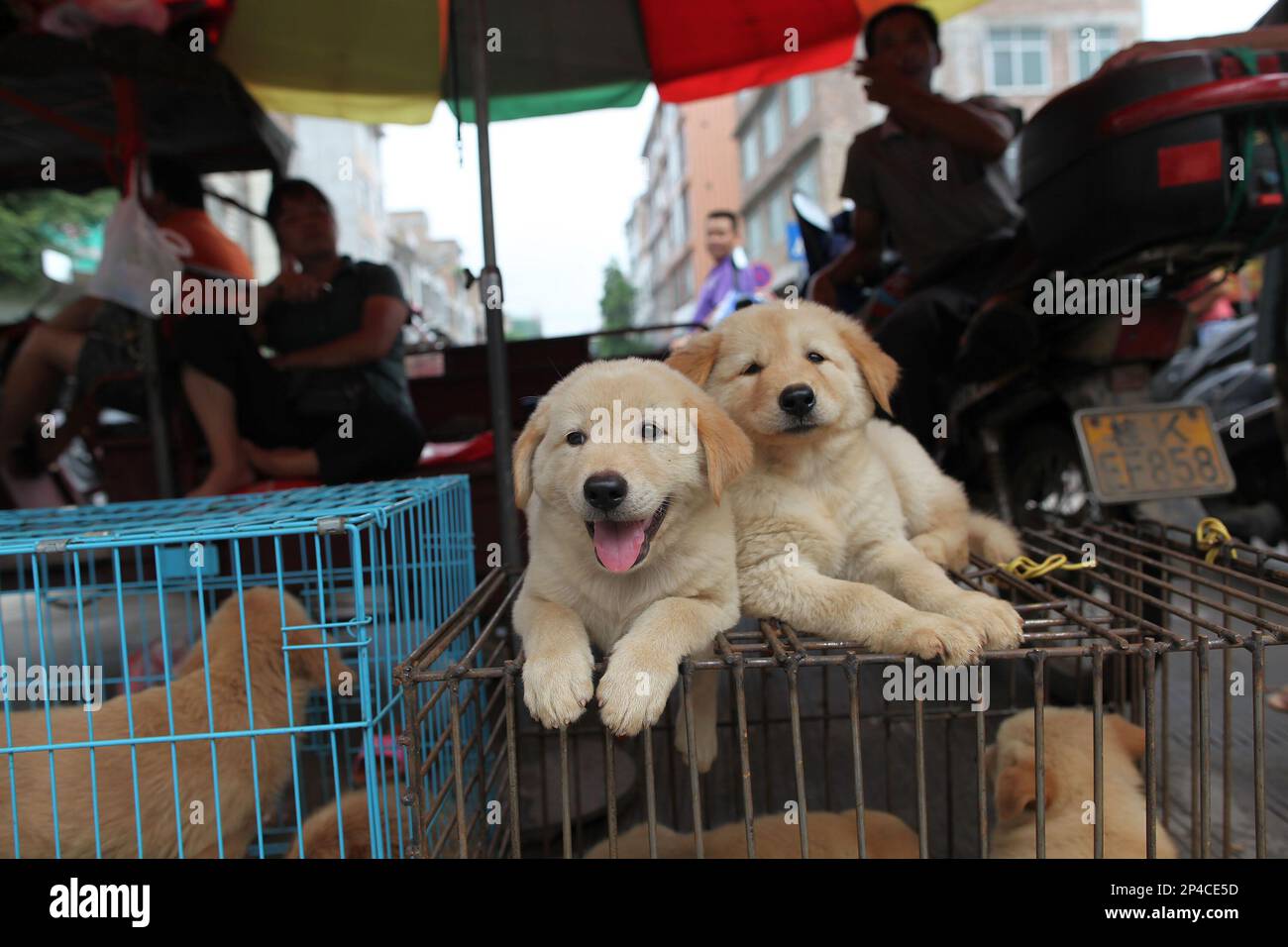 A vendor sells pet dogs at a market in Yulin, Guangxi Zhuang autonomous ...