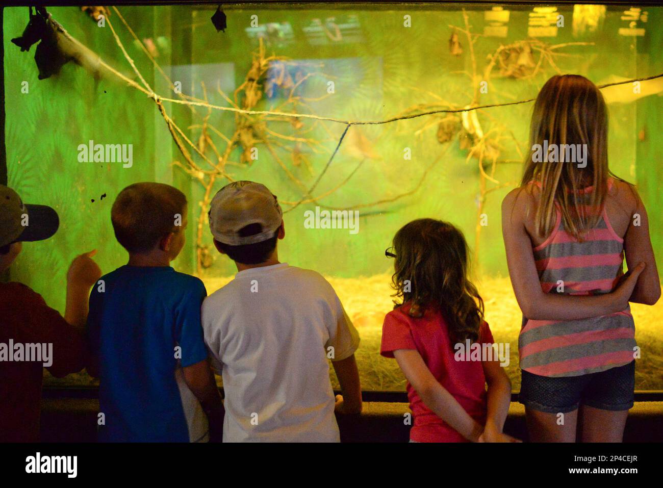 Children particpating in the Gladys Porter Zoo's summer safari watch ...