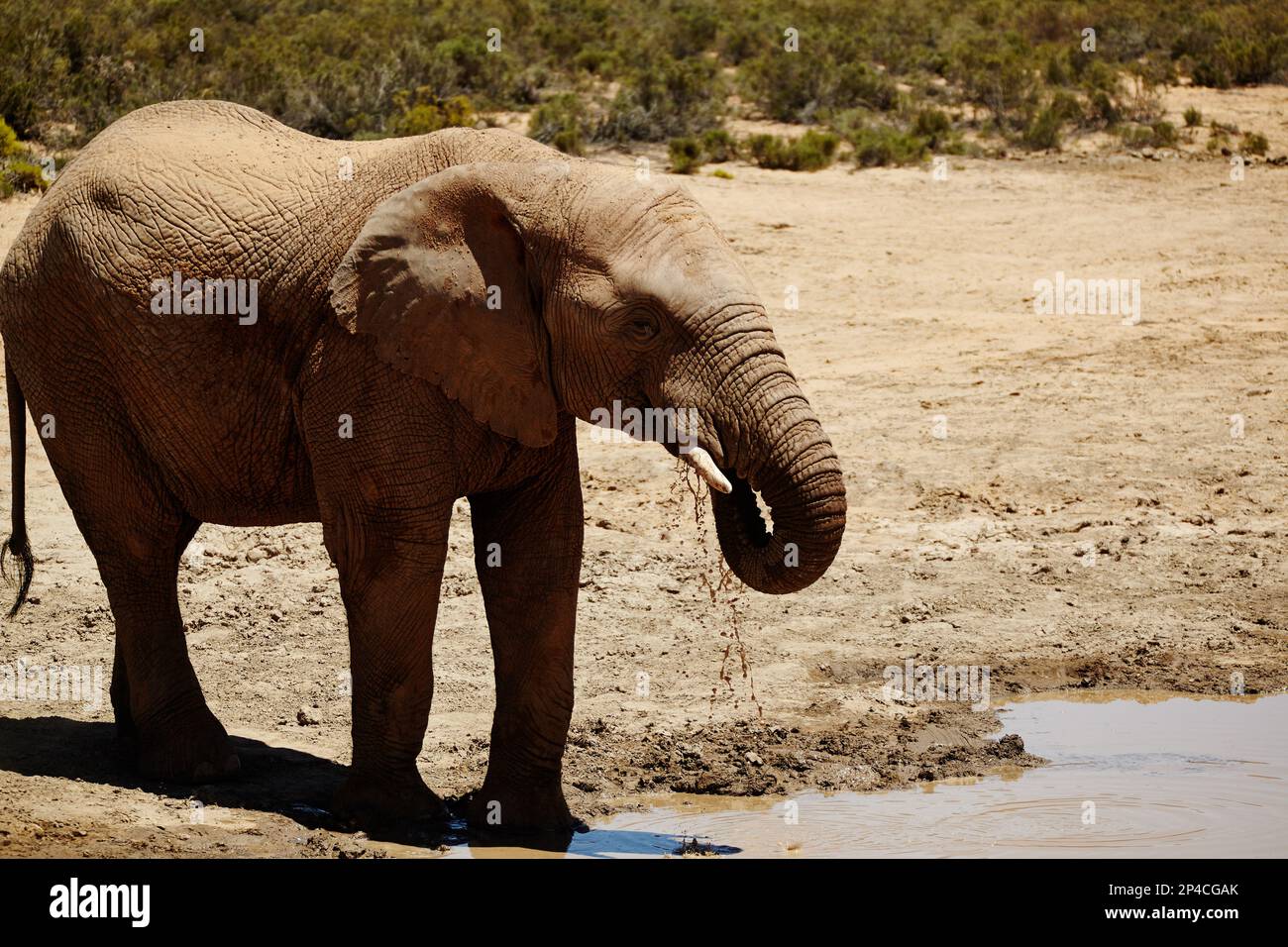 The largest of all land animals. an elephant on the plains of Africa ...