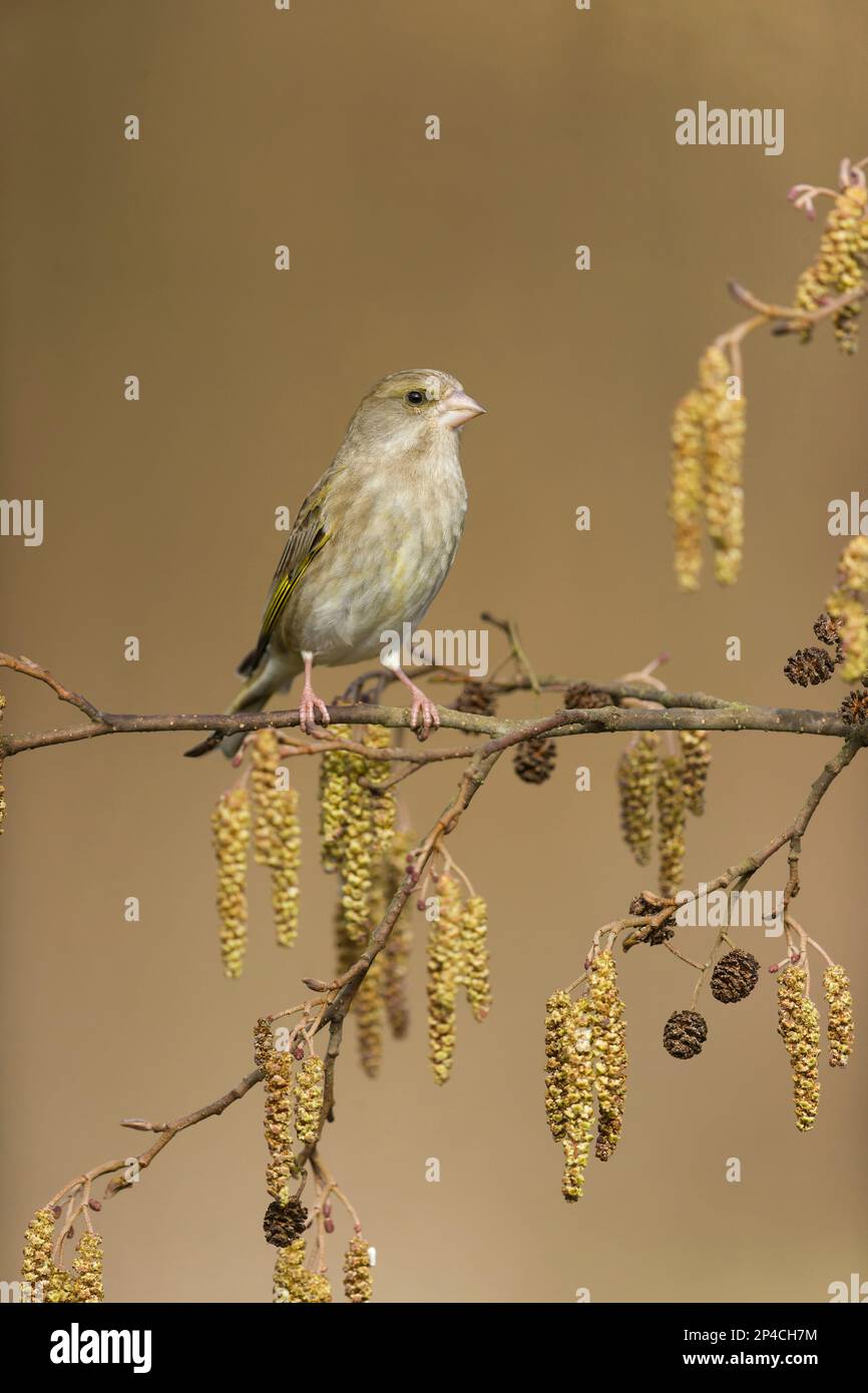 European greenfinch Carduelis chloris, adult female perched on Alder ...