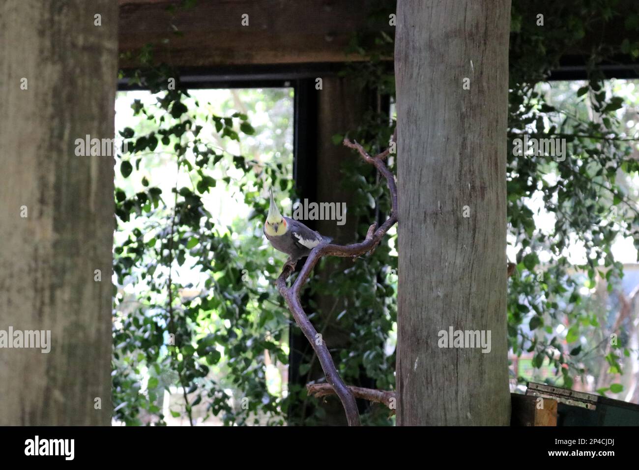 Male Cockatiel (Nymphicus hollandicus) perched on a tree in a zoo ...