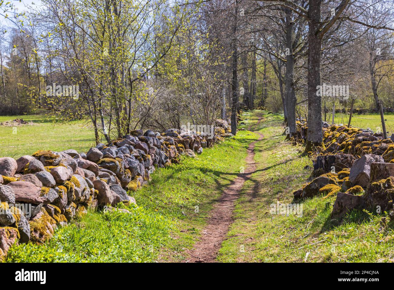 Old cow path between stone walls at spring Stock Photo - Alamy