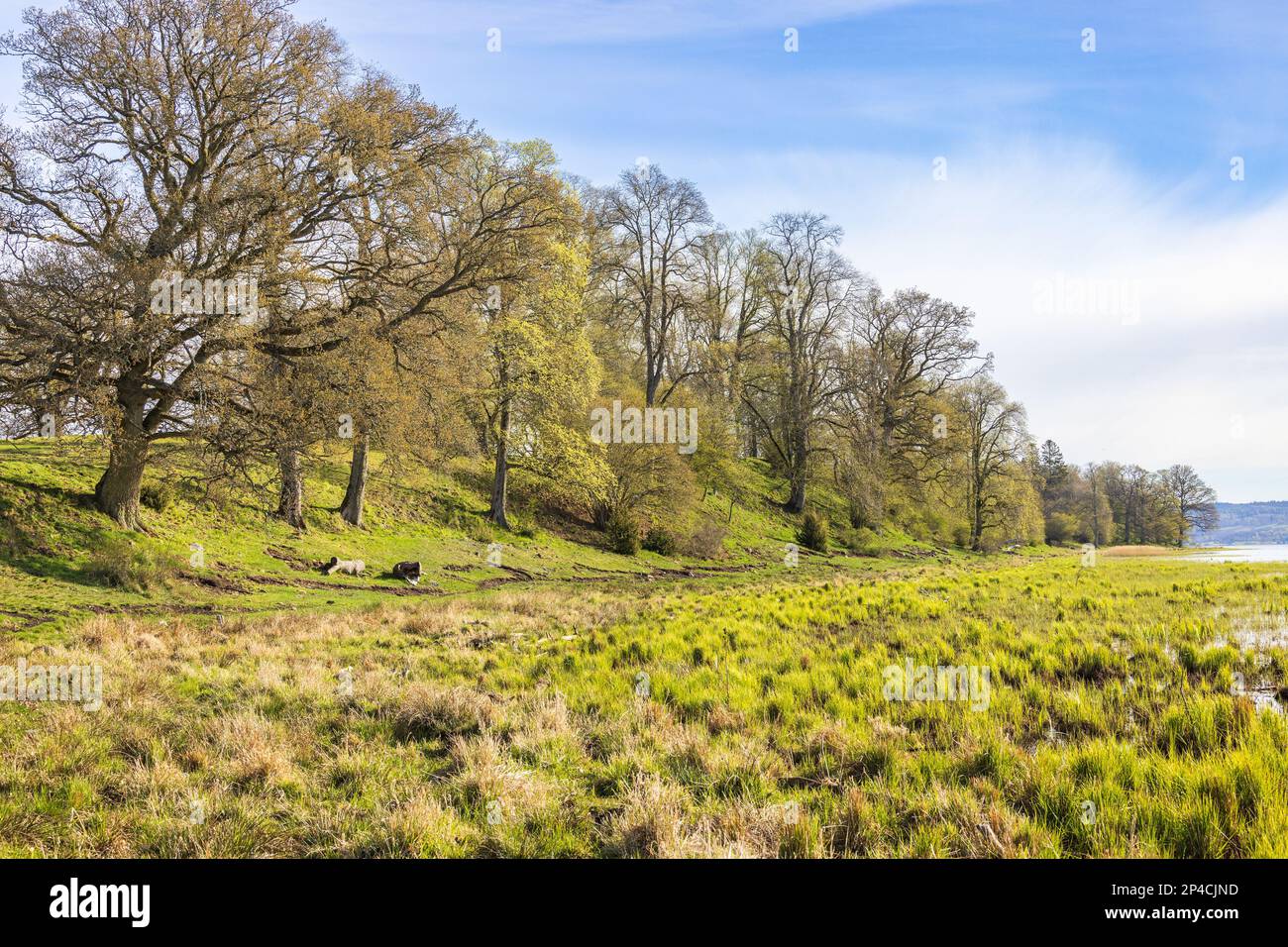 Spring budding oak tree hi-res stock photography and images - Alamy