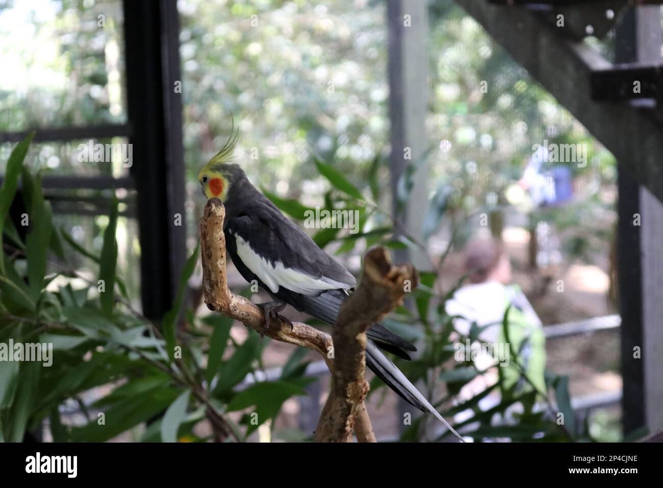 Male Cockatiel (Nymphicus hollandicus) perched on a tree in a zoo ...
