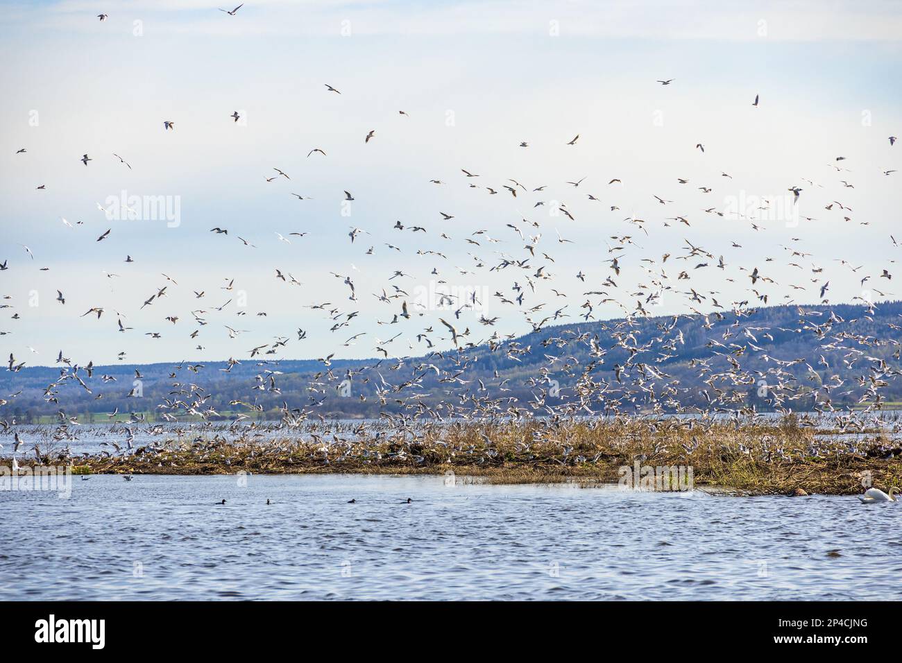 Flock of flying Black-headed gulls at a lake Stock Photo - Alamy