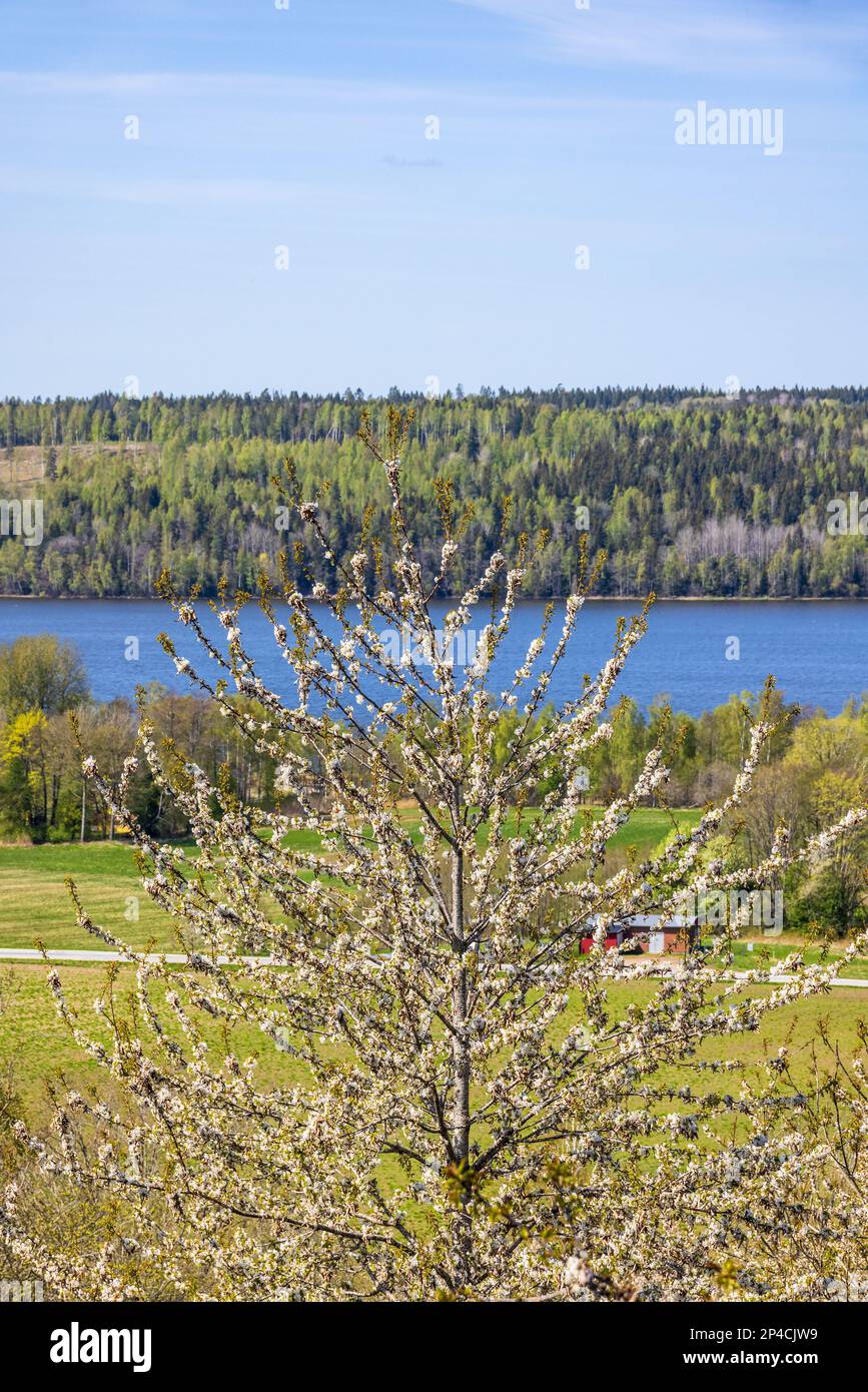 Cherry blossom at a spring landscape Stock Photo - Alamy