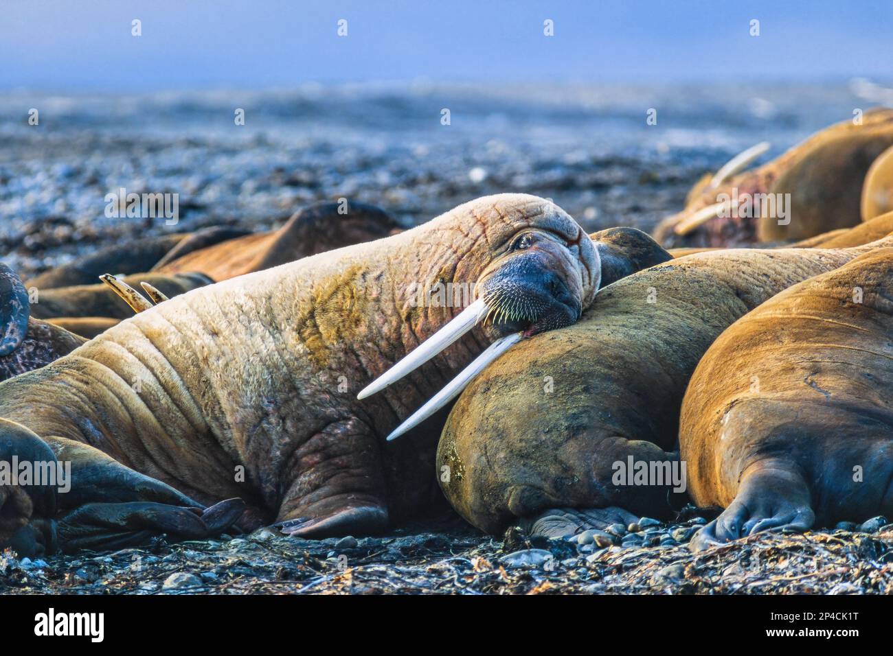 Walruses resting in the beach hi-res stock photography and images - Alamy