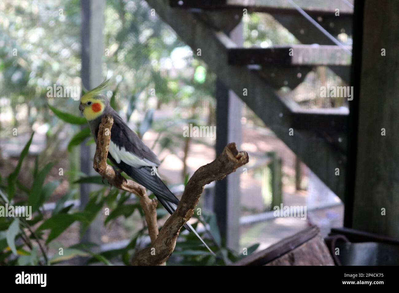Male Cockatiel (Nymphicus hollandicus) perched on a tree in a zoo ...