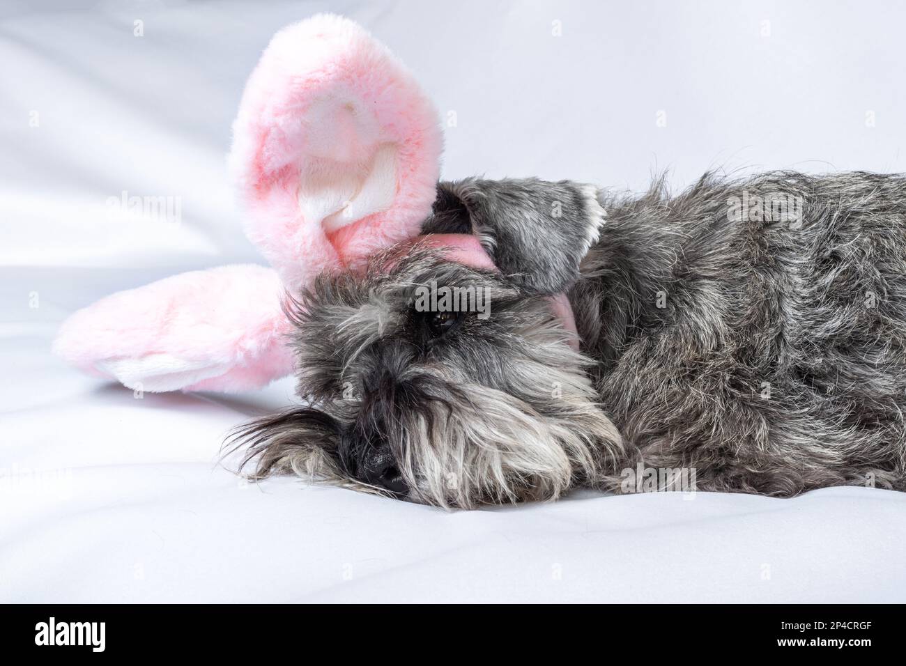 A miniature Schnauzer puppy in pink rabbit ears sleeping on a white bed ...