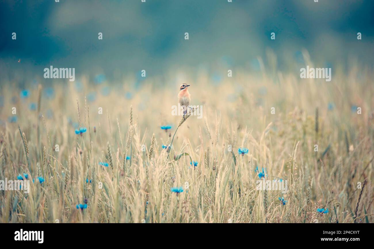Whinchat saxicola rubetra female sitting on grass, the best photo Stock ...