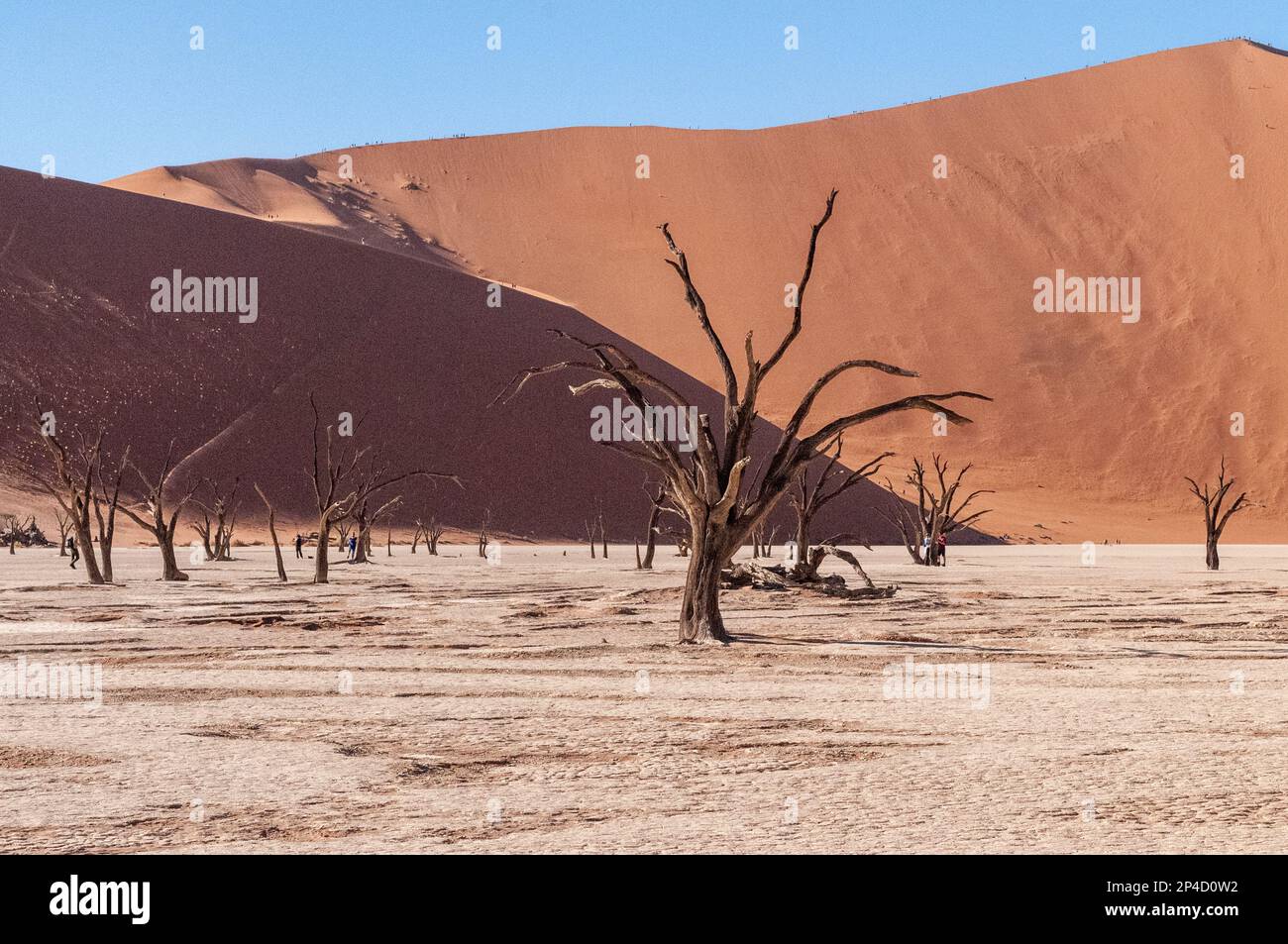 Landscape shot of the iconic dead trees of the Namibian deadvlei area ...
