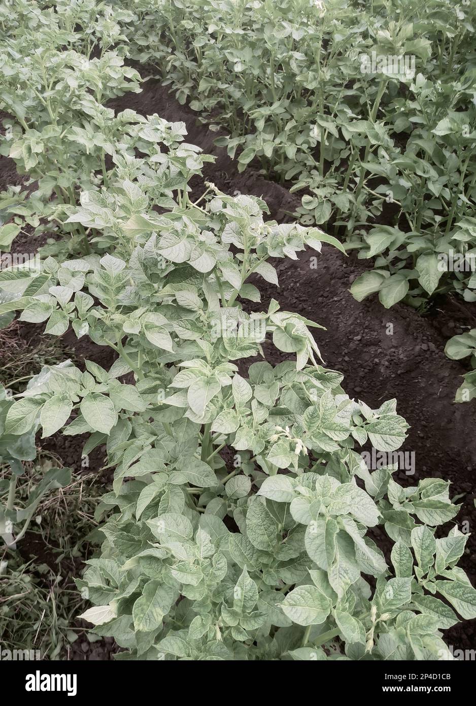 On the potato field there are bushes of potato plants with flowers ...