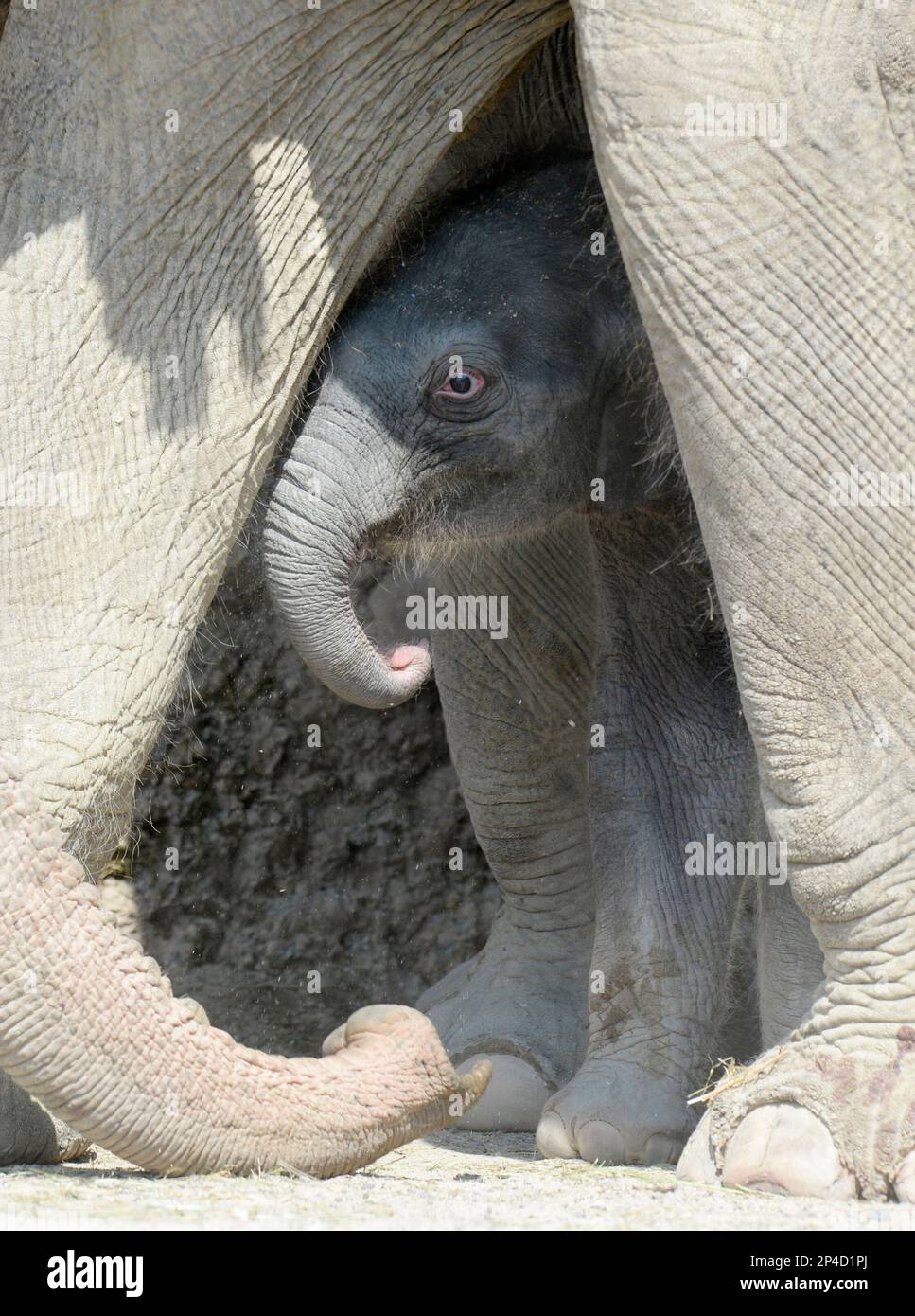 A new born elephant baby (name and gender so far unknown), third child ...