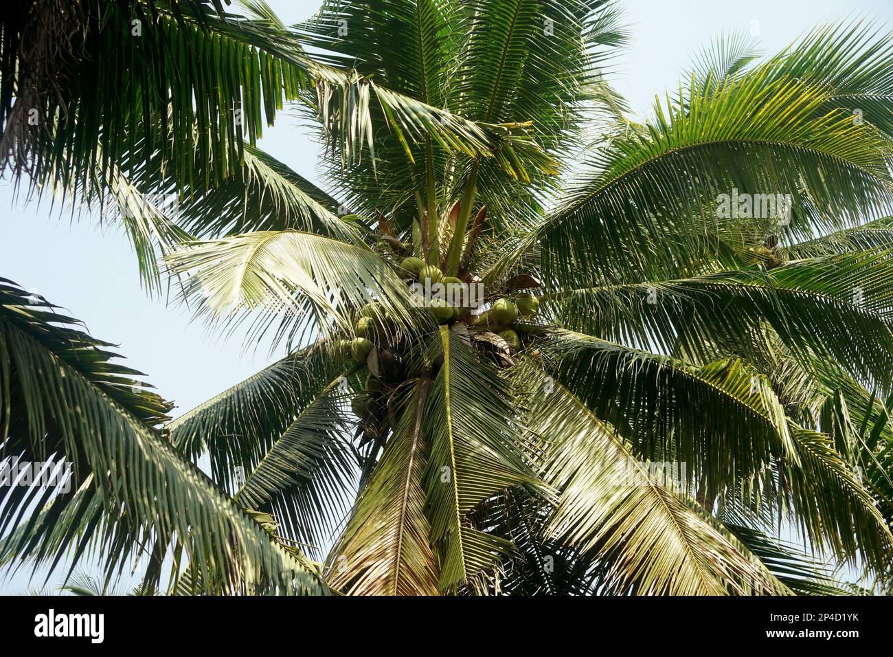 pile of young coconuts on coconut tree Stock Photo - Alamy