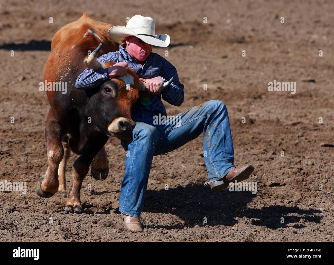 Steer wrestler Zane Thompson of Cheyenne, Wyo. struggles with his steer ...