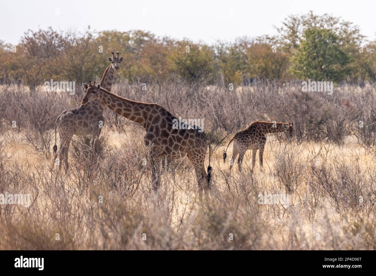 A group of Angolan Giraffes -Giraffa giraffa angolensis- standing on ...