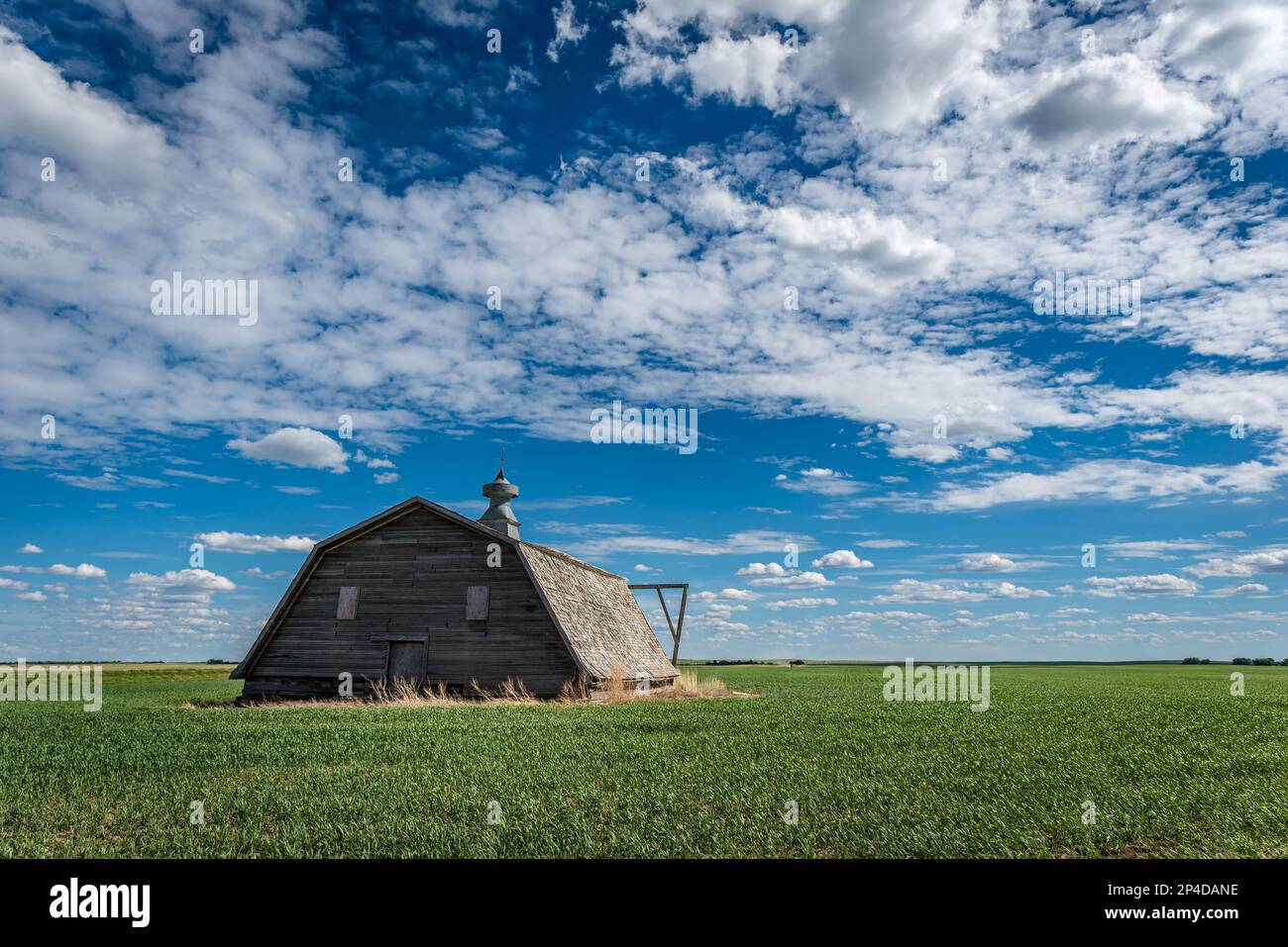 An abandoned barn surrounded by a wheat field on the Canadian prairies ...