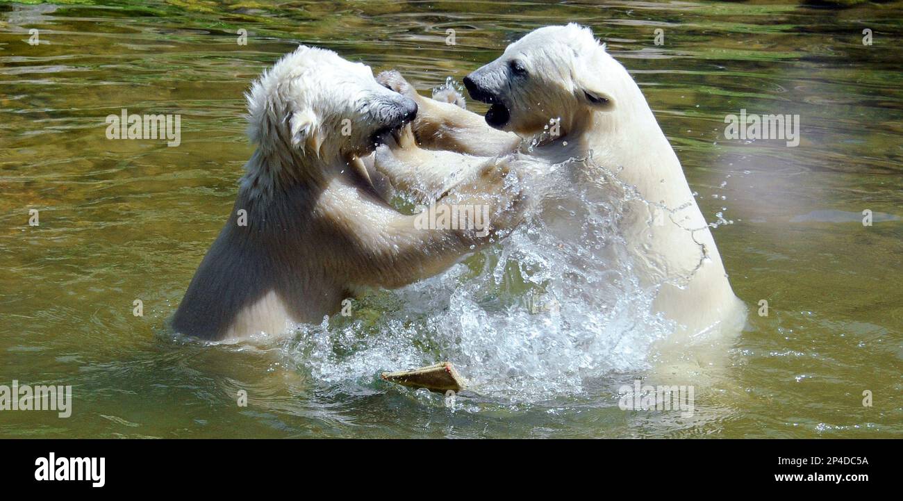 Two six month-old polar bears play in the water during warm and sunny ...