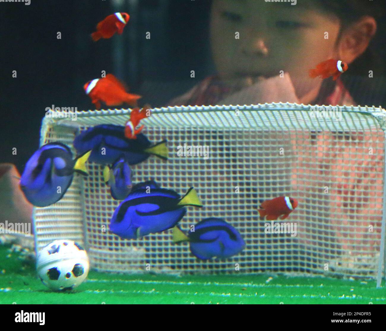 Tropical fish play a soccer game at Yokohama Hakeijima Sea Paradise in ...