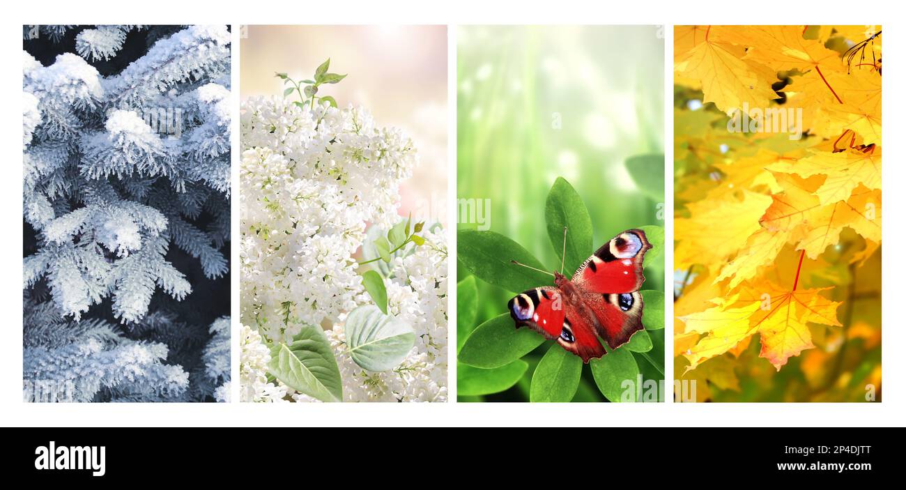 Four seasons of year. Set of vertical nature banners with winter, spring, summer and autumn ...
