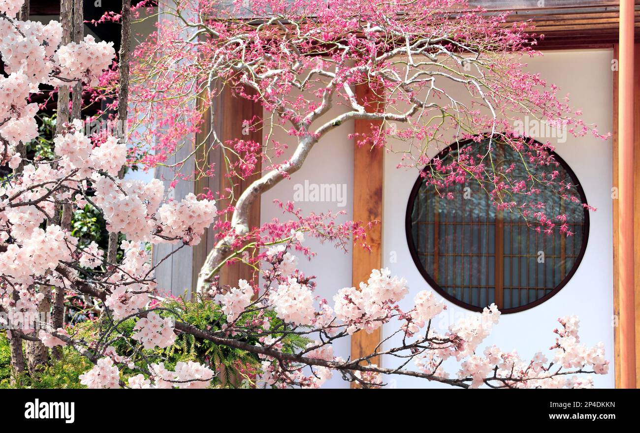 Ancient pavilion with a round window and branch of sakura with pink ...