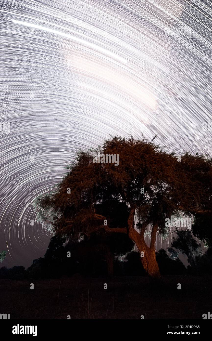 Star moving night time tree hi-res stock photography and images - Alamy