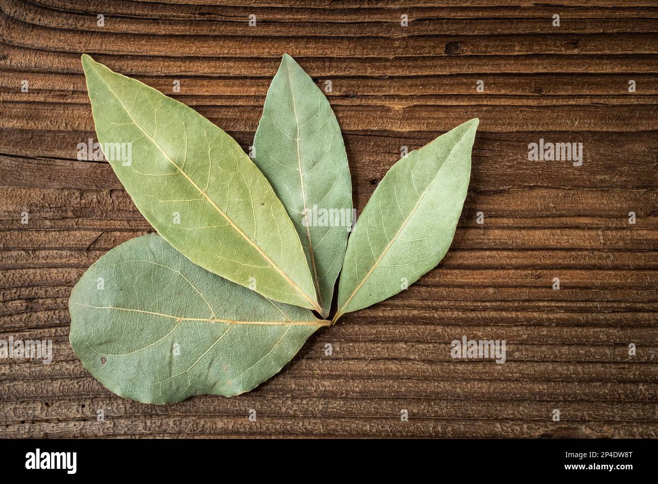 Dark green bay laurel leaves hi-res stock photography and images - Alamy