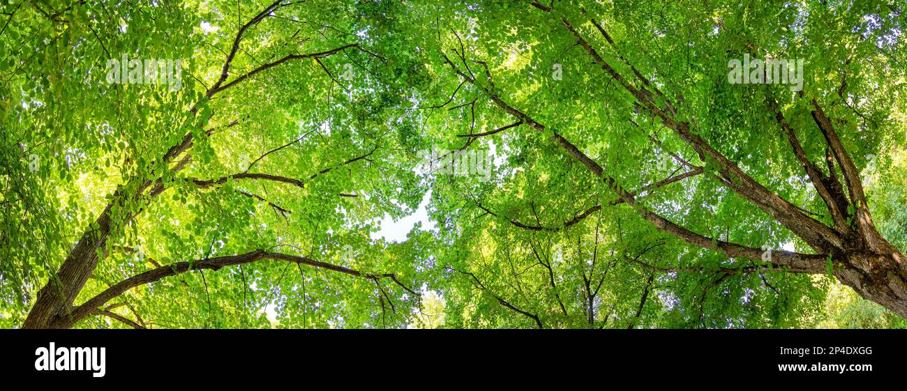 Giant linden tree's branches with fresh young foliage Stock Photo - Alamy