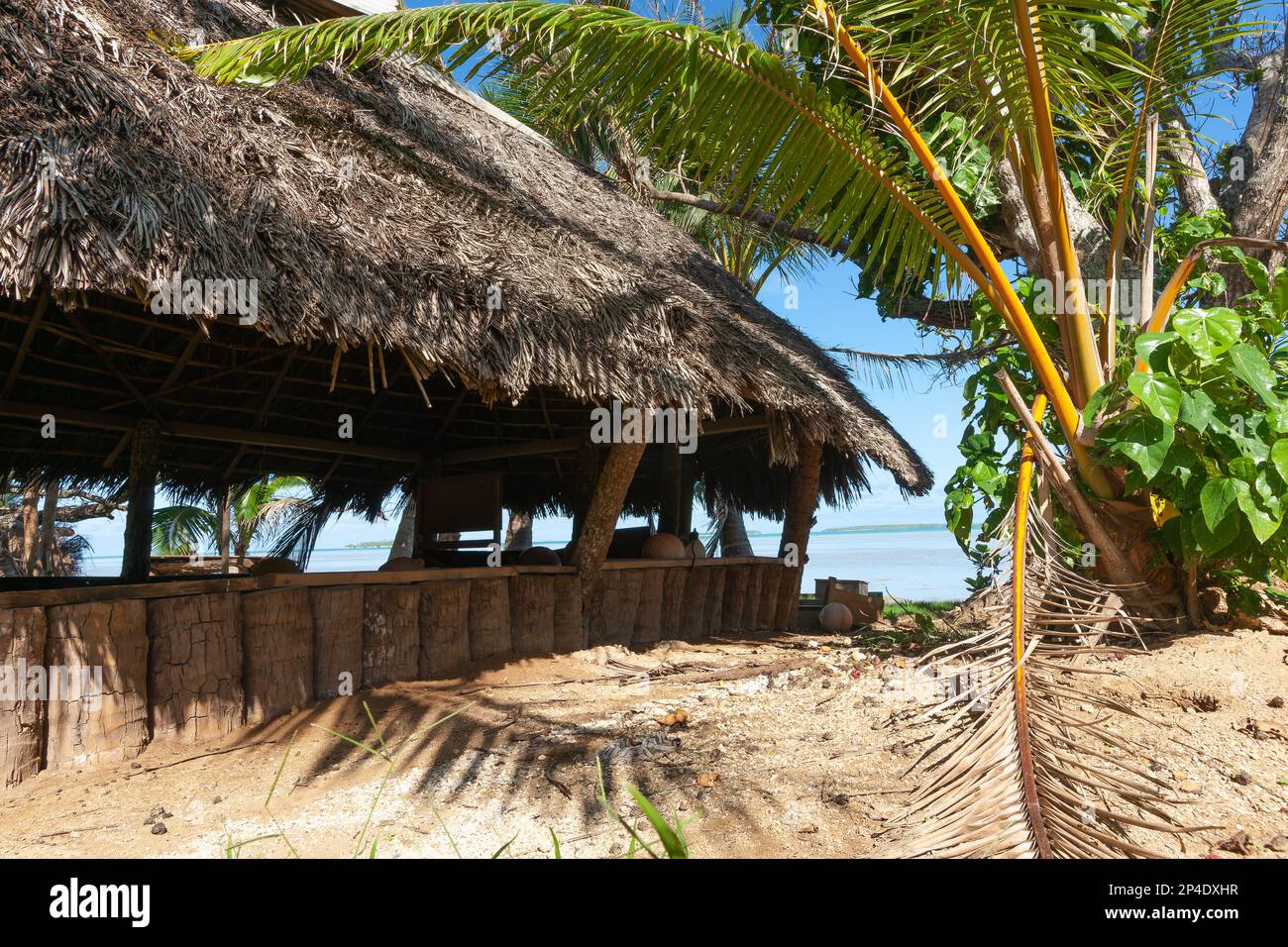 Palm frond thatched roof of shelter beside coconut palm on tropical ...