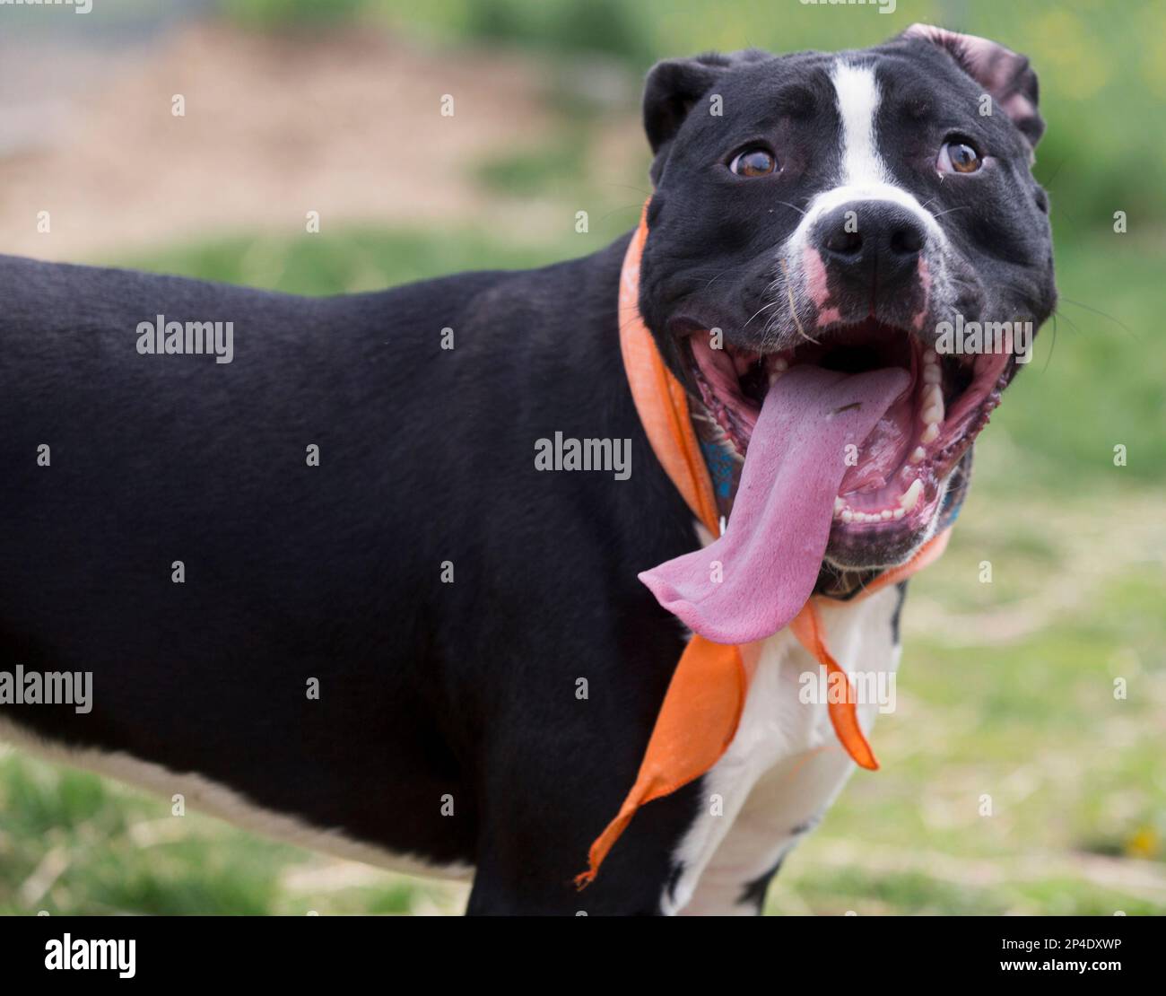 In this May 8, 2014 photo, Jasper, a 1-year-old pit bull mix, looks up ...