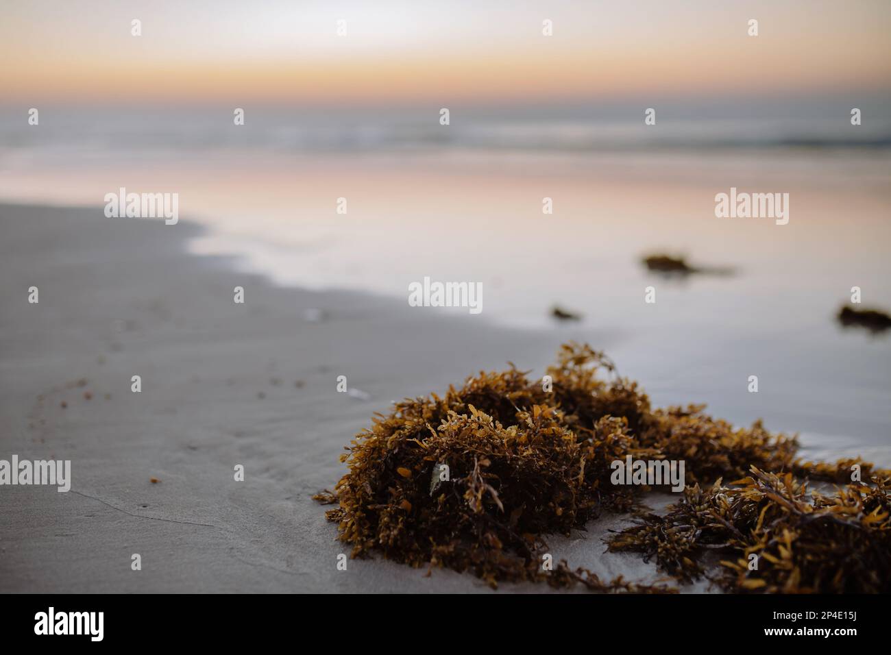 Close-up of algae on the beach after sunset Stock Photo - Alamy